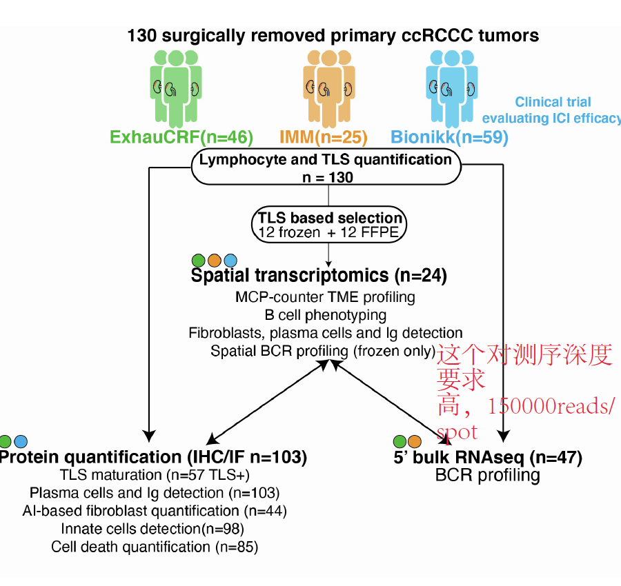 CNS文章代码学习（二）Immunity 三级淋巴结构 文章学习_mutation counts-CSDN博客