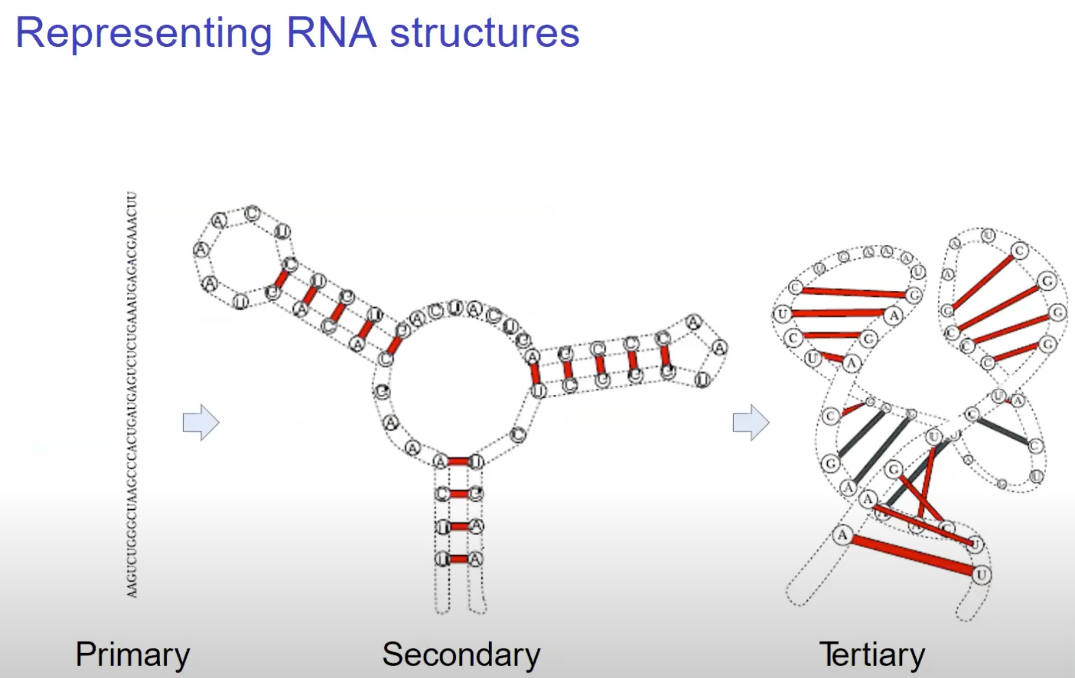 【RNA folding】RNA折叠算法与生物物理约束_rnafold-CSDN博客