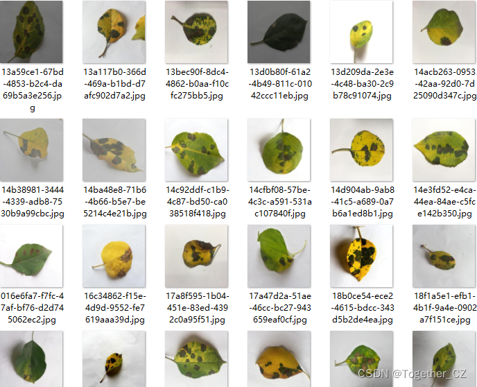 基于mobilenetv1 V3全系列不同参数量级模型开发构建果树图像病虫害识别分析系统，实验量化对比不同模型性能不同模型版本对病害识别的效果 Csdn博客