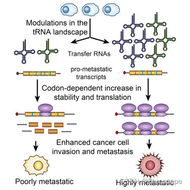 应用Ribo-seq技术量化tRNA对乳腺癌细胞转移的调控-CSDN博客