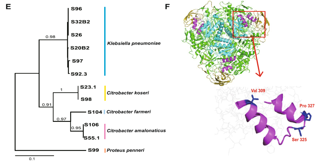 Microbiome | 中国农科院王加启/赵圣国构建微球原位培养方法实现牛瘤胃重要尿素分解菌分离...-CSDN博客