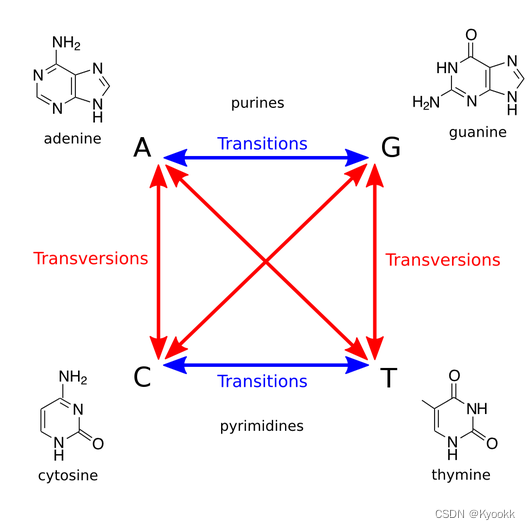 Rosalind 028 Transitions and Transversions_transition and transversion-CSDN博客