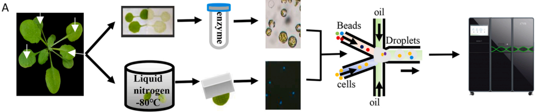 snRNA-seq vs scRNA-seq谁更nice，用数据说话-CSDN博客