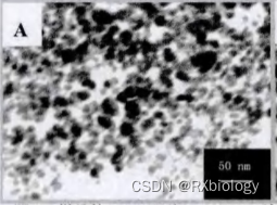 Superparamagnetic iron oxide nanoparticles（90nm）超顺磁90nm-特点_氨基化超顺磁氧化铁纳米粒子-CSDN博客