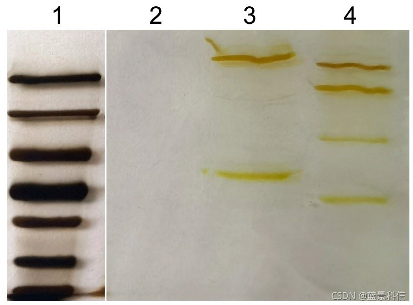 筛选鉴定与已经基因启动子相互作用的DNA结合蛋白-DNA Pull Down实验原理，技术流程_dnapulldown探针一般多长-CSDN博客