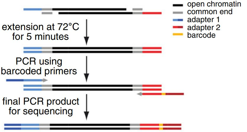 划重点|ATAC的peak shift需要这样做-CSDN博客