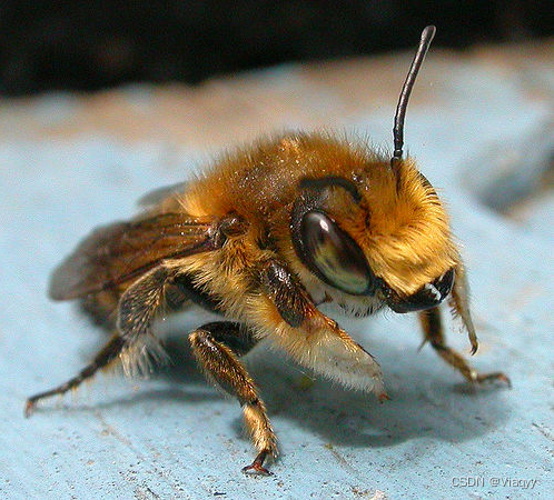 torchvision.transforms中的常用方法_torchvision.transforms归一化-CSDN博客