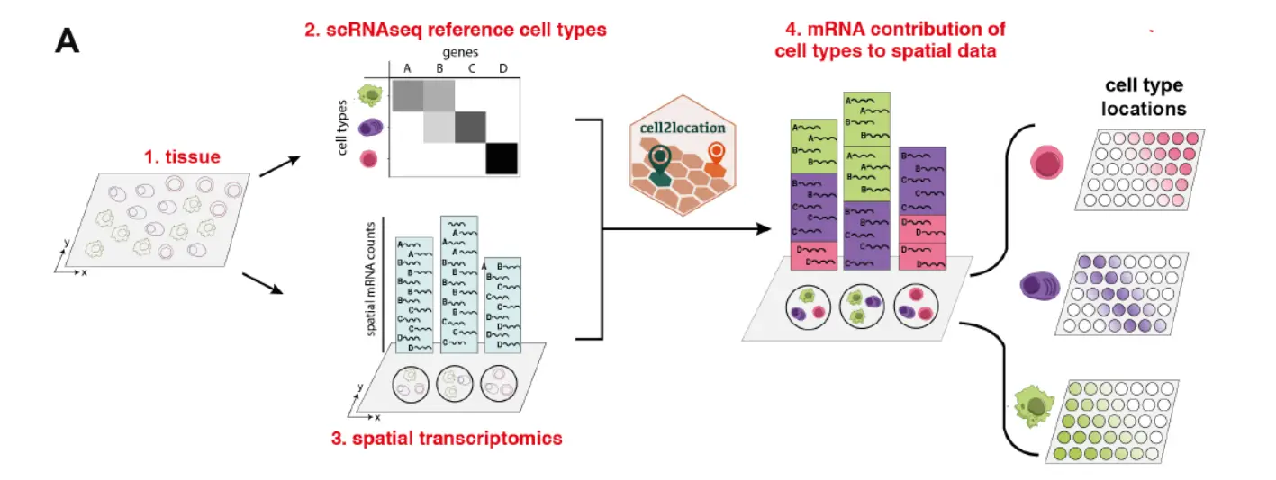 10X单细胞和空间联合分析的方法---cell2location-CSDN博客