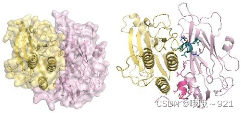 Rosetta 从头蛋白抗体设计、结构优化及在药物研发中的应用_rosetta结构-CSDN博客
