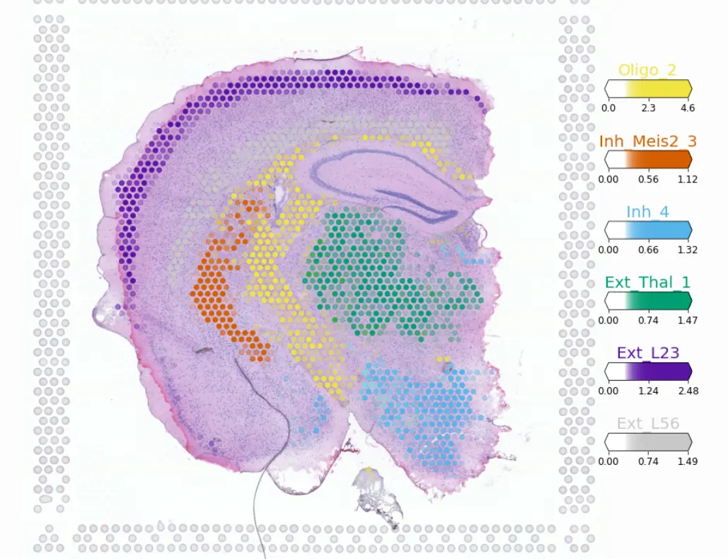 10X单细胞和空间联合分析的方法---cell2location-CSDN博客