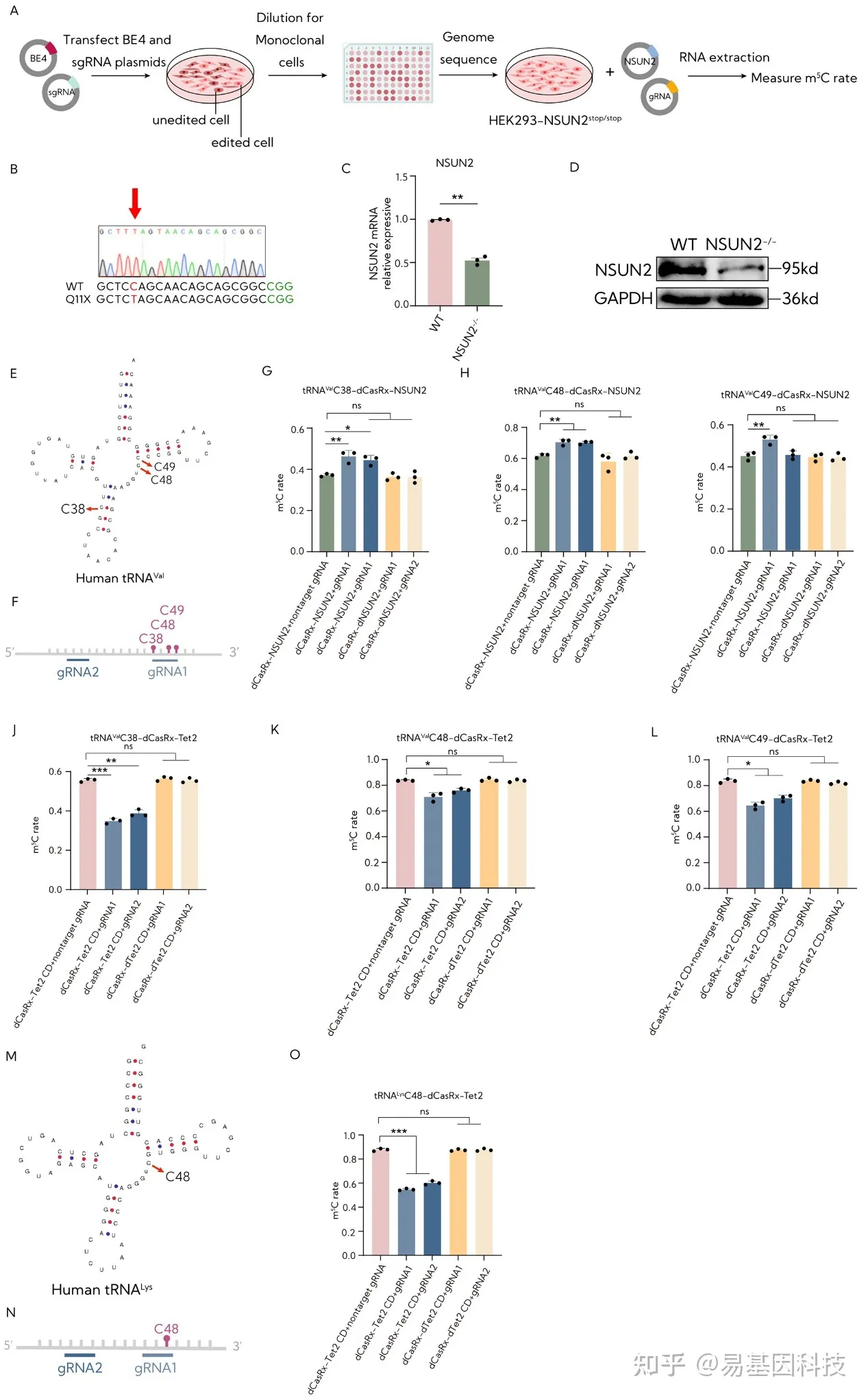易基因：NAR：RCMS编辑系统在特定细胞RNA位点的靶向m5C甲基化和去甲基化研究｜项目文章_hepg2划痕-CSDN博客