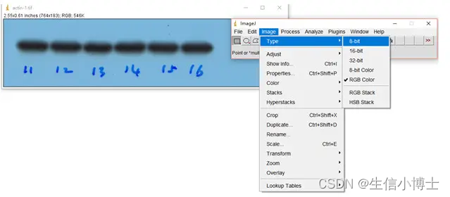 image J 对Western blot 条带进行灰度分析 量化分析_imagej分析wb条带-CSDN博客