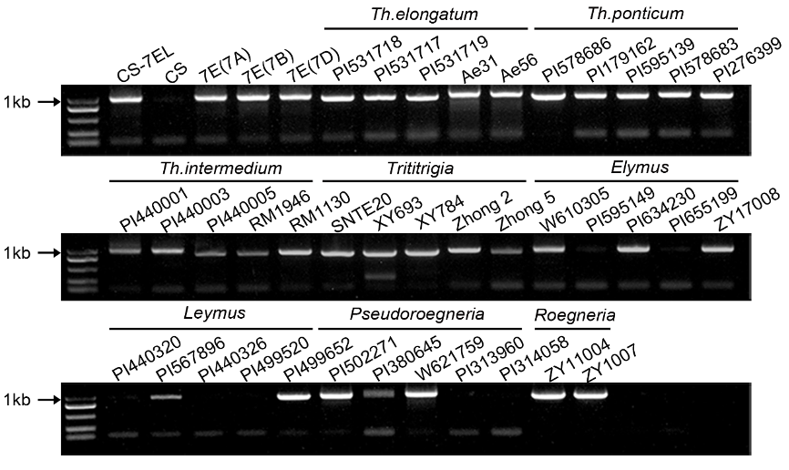 Plants | 中科院韩方普团队发现Fhb7同源序列在小麦族广泛分布且不抗赤霉病-CSDN博客