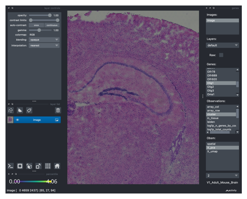 squidpy 教程 3：使用 Napari 进行交互式可视化_napari plugin如何使用-CSDN博客