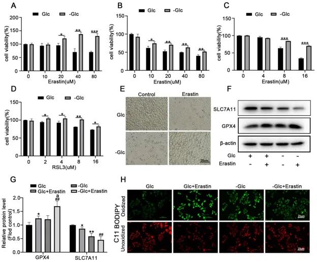 项目文章 | 一套转录因子ChIP-seq数据，2篇一区SCI？快来瞅瞅_foxo3与铁死亡-CSDN博客