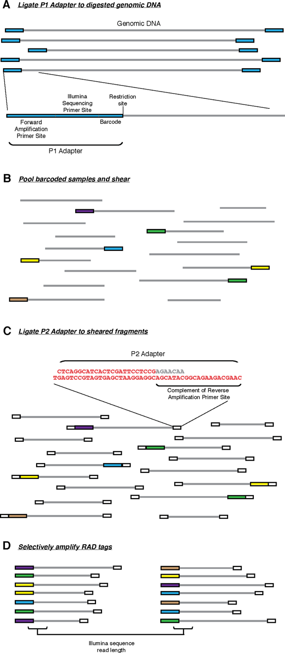 RAD-Seq技术解析-CSDN博客
