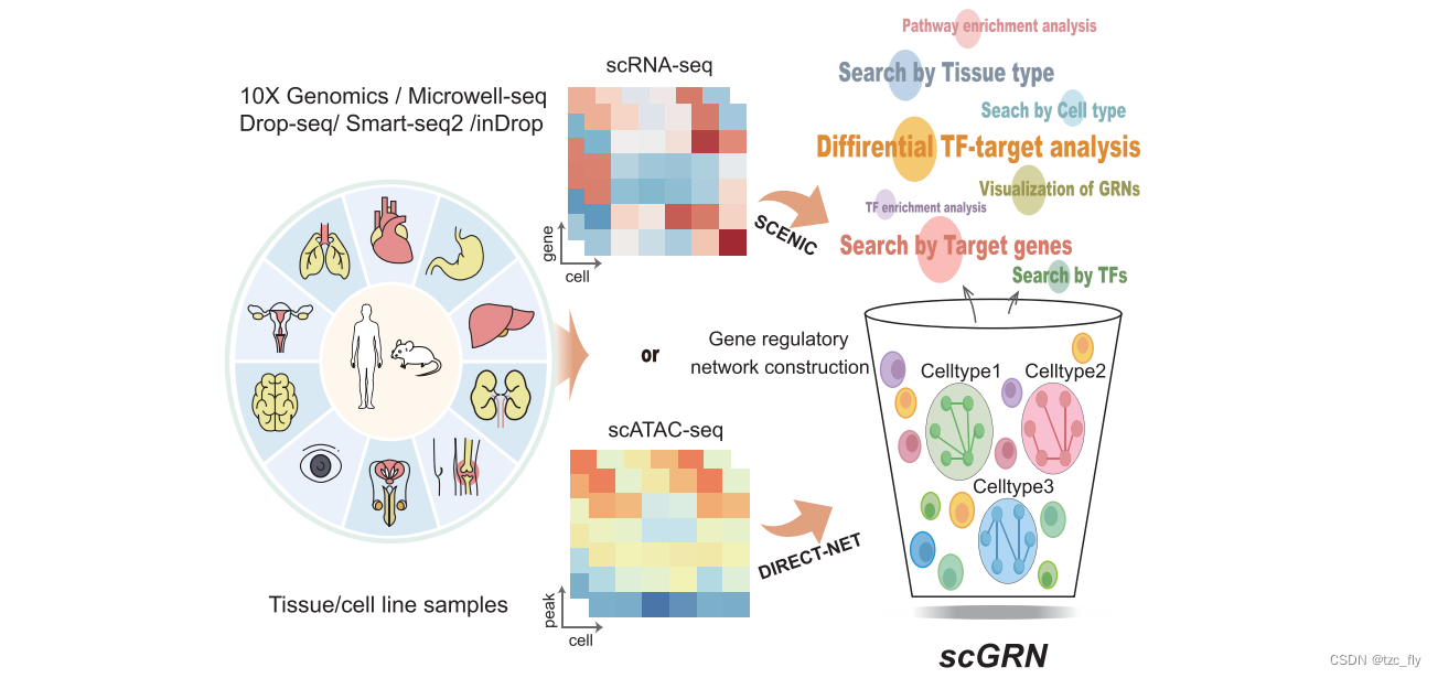 scGRN：人与鼠的GRN平台-CSDN博客