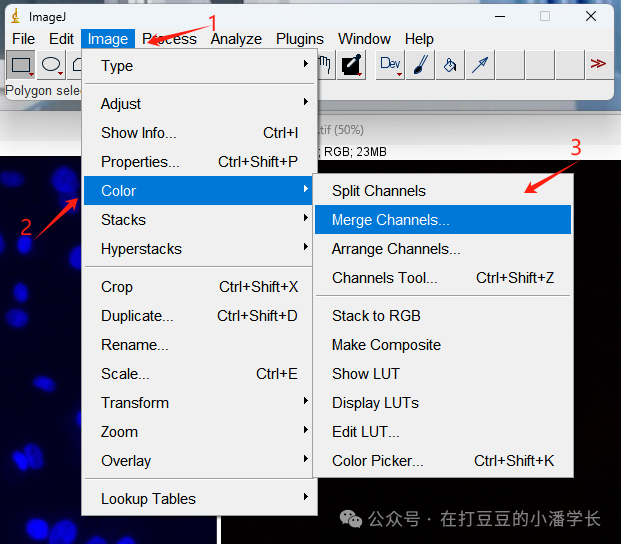 【Image J】荧光染色图像处理_imagej调整荧光强度-CSDN博客