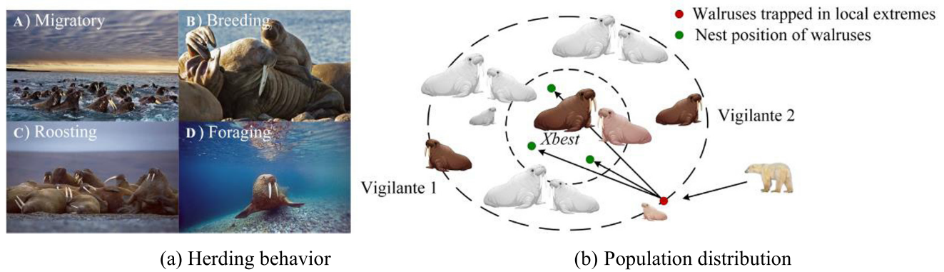 【智能算法】海象优化算法（WO）原理及实现-CSDN博客
