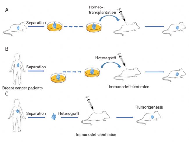 干货分享 | 滴滴~乳腺癌造模方法盘点！|MedChemExpress (MCE)_dmba mce-CSDN博客