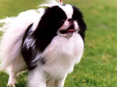 如何将PyTorch、TensorFlow模型转换为PaddlePaddle模型-CSDN博客