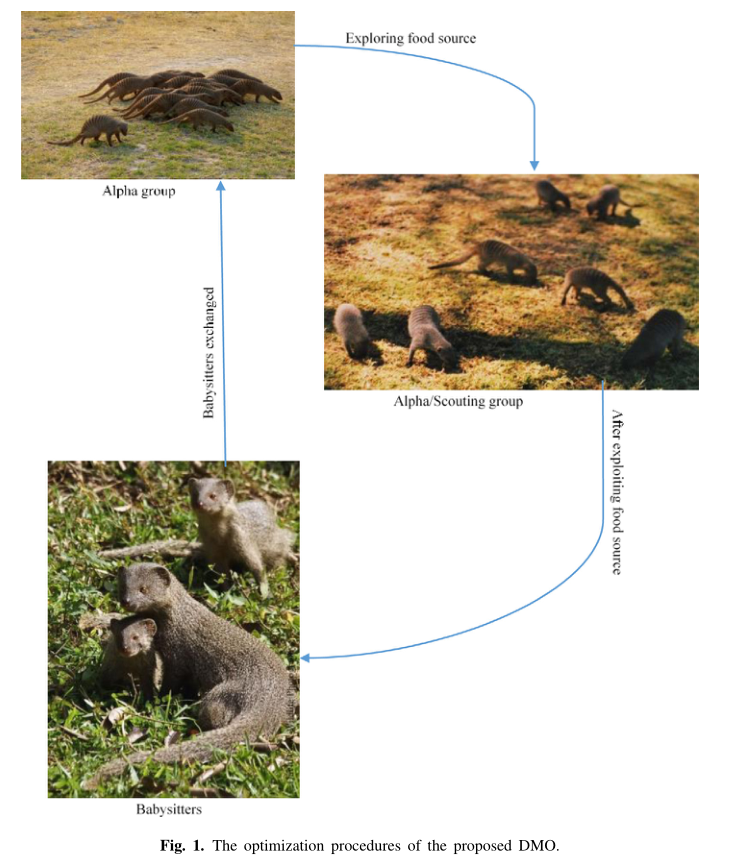 【智能优化算法】矮猫鼬优化算法dwarf Mongoose Optimization Algorithmdmho Csdn博客
