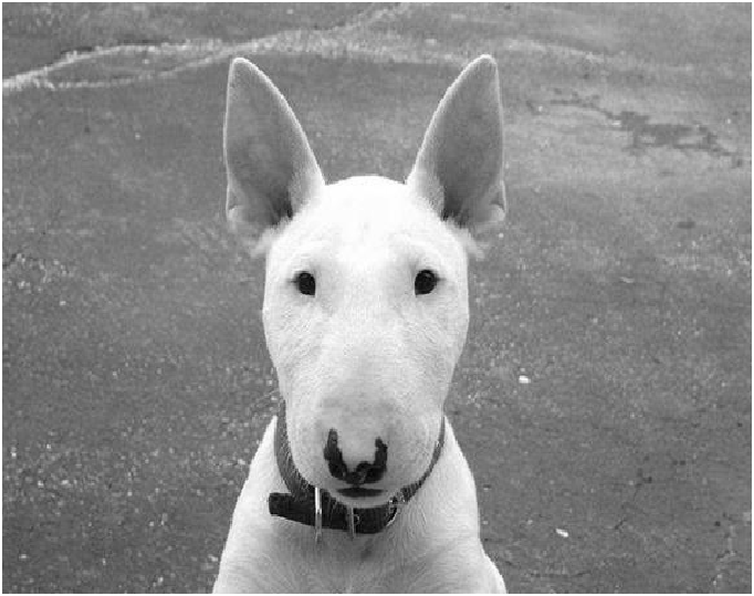 自学脚手架——“Data-Driven Science and Engineering” by steven L. brunton ...