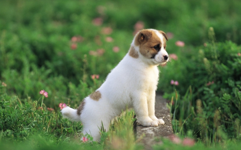 盘点 Pytorch Vision 中的图像预训练模型_pytorch有哪些预训练模型-CSDN博客