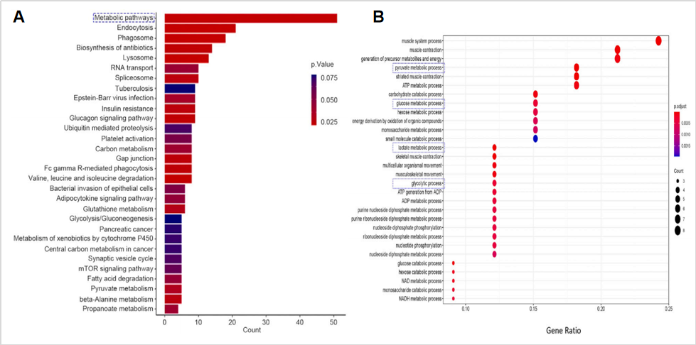 Cell Metabolism（IF=29）：四川大学团队发现细胞外囊泡在肌肉与骨串扰中的重要作用_mu-ev通过促进糖酵解促进骨髓间充质干细胞成骨分化-CSDN博客