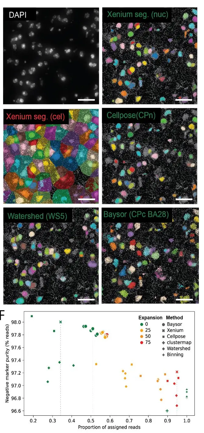 Xenium In Situ数据的质量评估及优化方案（试用版）-CSDN博客