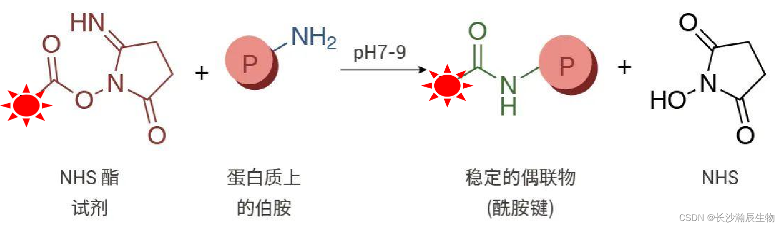 Alexa Fluor 488 NHS酯（AF 488 NHS酯）_nhs af488 thermo-CSDN博客