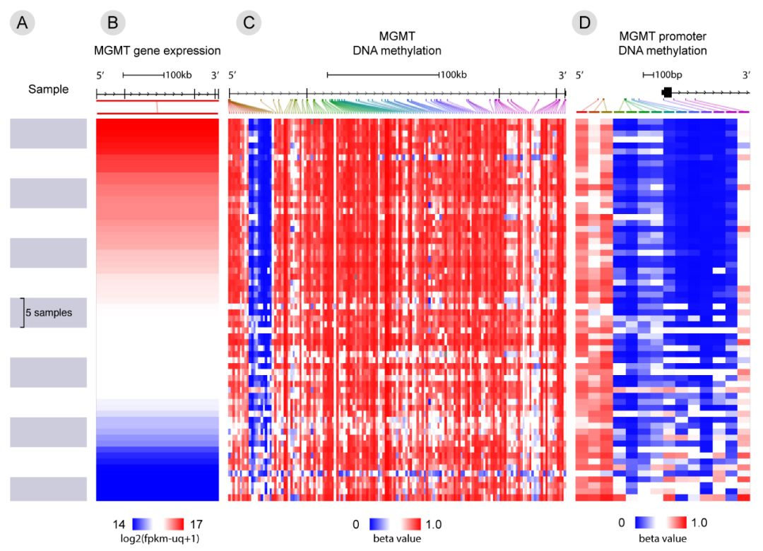 UCSC Xena:癌症基因组学数据分析平台-CSDN博客