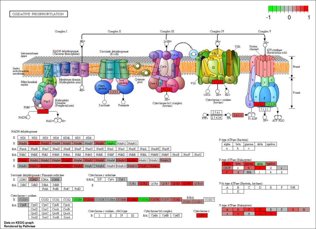 Pathview包教程|1.认识和入门-CSDN博客