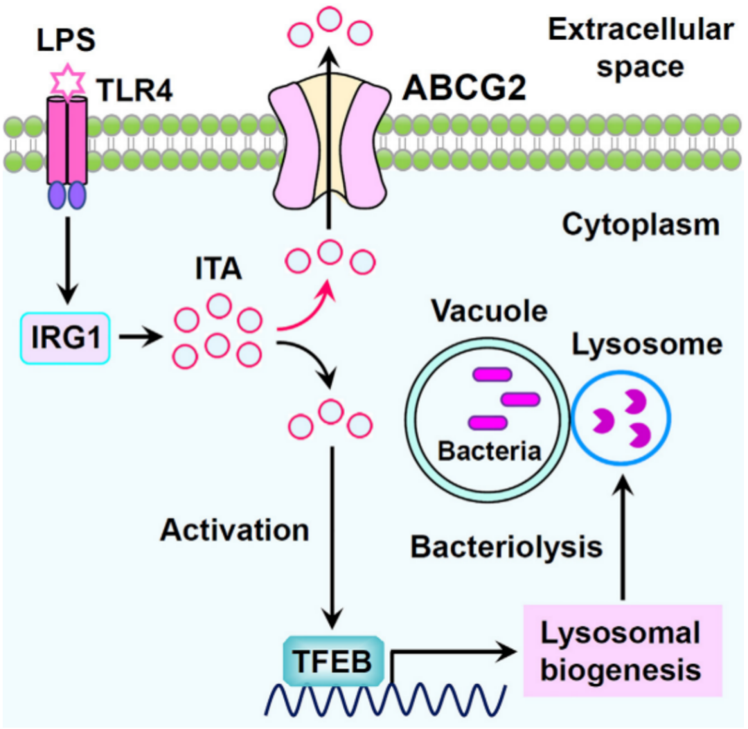 AbMole| BS3助力揭秘衣康酸转运体ABCG2抑制免疫抗菌能力_lps slc13a3-CSDN博客