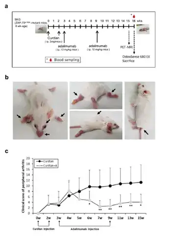 AbMole| 人源化单抗动物实验黄金指南(上)_人源化小鼠肿瘤实验-CSDN博客