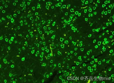 FITC-Lysozyme 荧光素标记溶菌酶，CY3、CY5、CY5.5、CY7、CY7.5、ICG标记溶菌酶/Lysozyme-CSDN博客