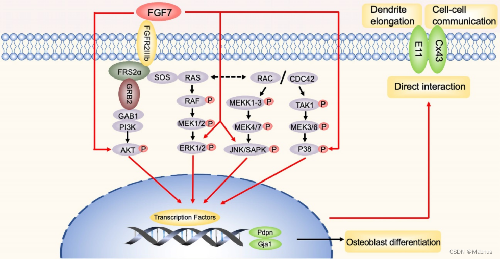 FGF7：药物耐受调控_fgf-7细胞受体-CSDN博客