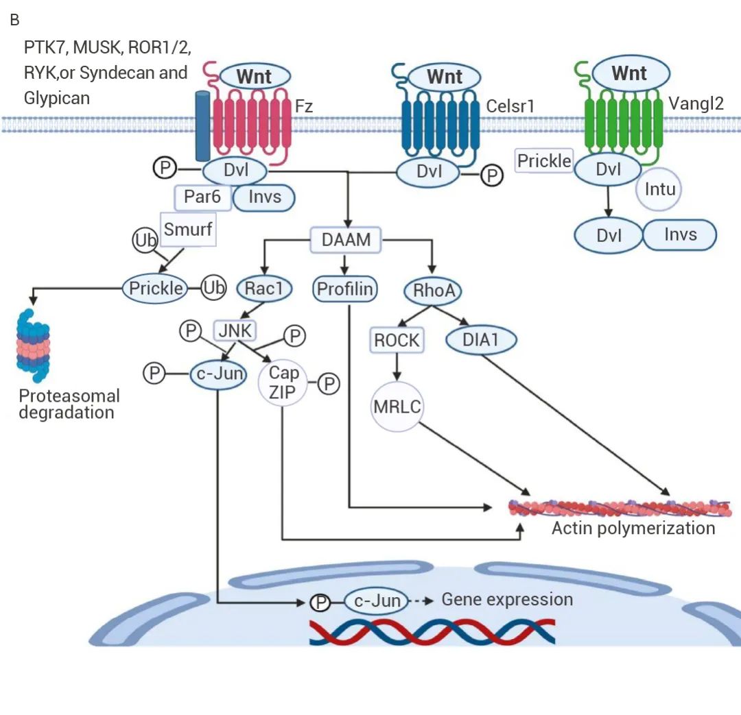 Wnt/β-catenin通路的激活途径在肿瘤研究的应用 - MedChemExpress_emt激活-CSDN博客
