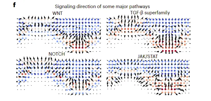 课前准备---空间通讯信号流COMMOT（封装版）_screening cell–cell communication in spatial ...