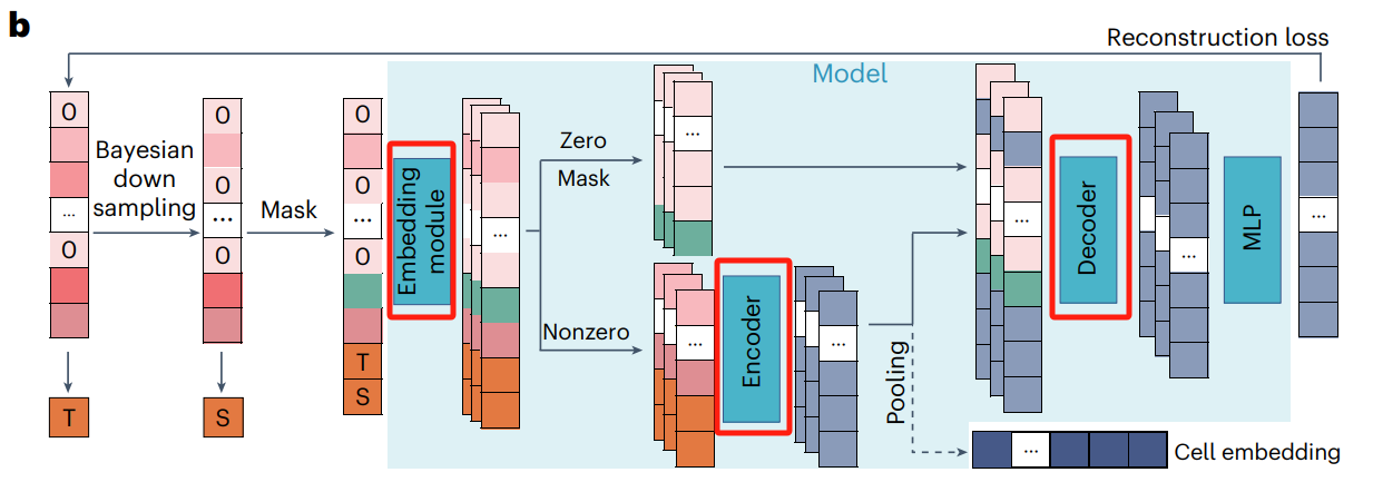 nature methods | 单细胞转录组学的大基础模型scFoundation的具体细节-CSDN博客