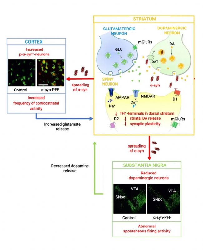 实验操作 | 帕金森病造模方法盘点 & 技巧全解析！| MedChemExpress (MCE)_mce 疾病模型-CSDN博客