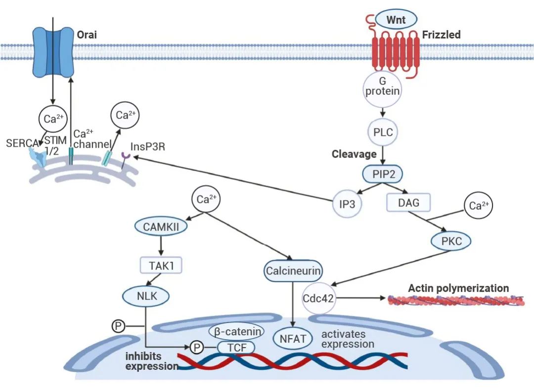 Wnt/β-catenin通路的激活途径在肿瘤研究的应用 - MedChemExpress_emt激活-CSDN博客