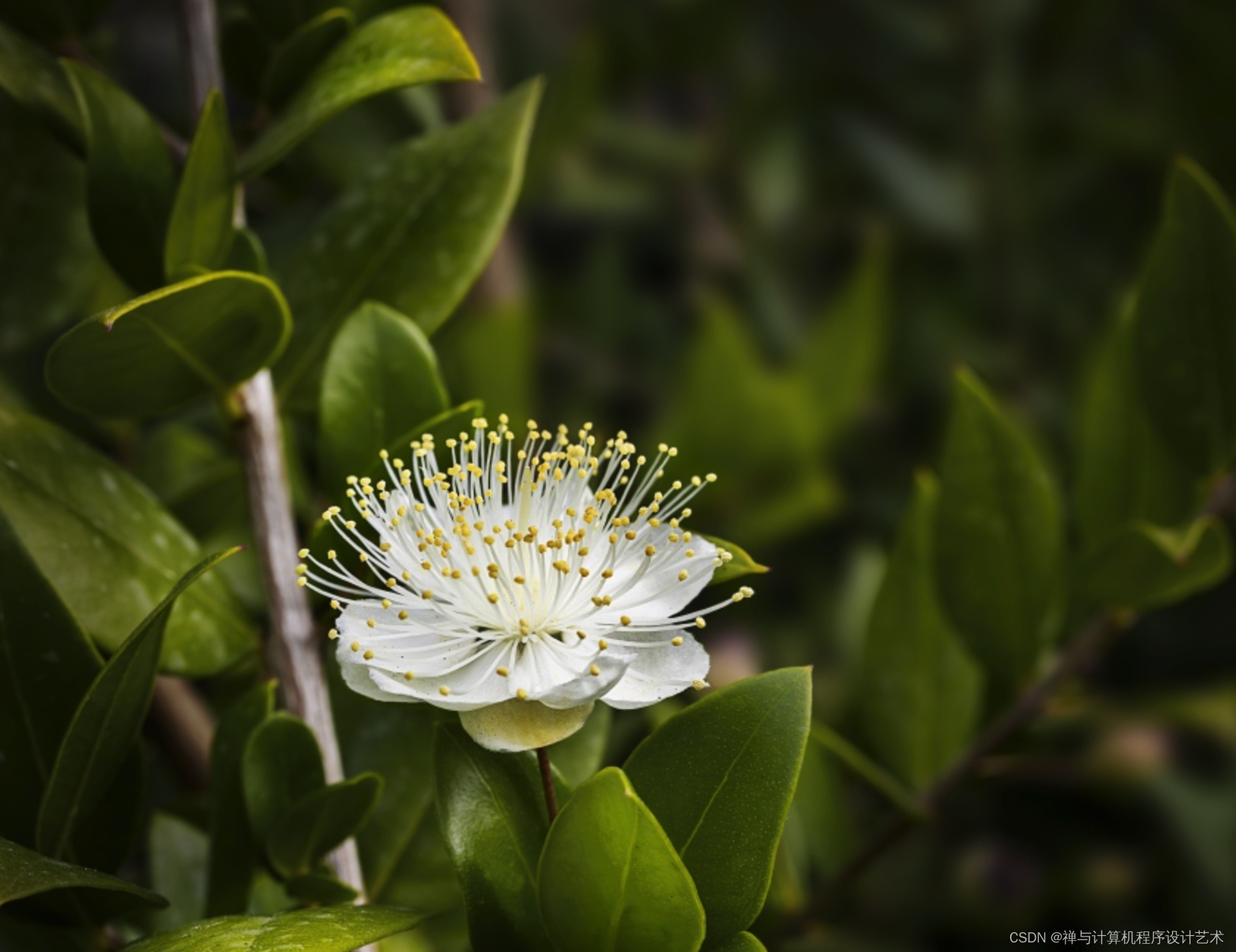 【编程实践】Golang 实现 Yaml编码和解码_yaml 文本型参数解码-CSDN博客