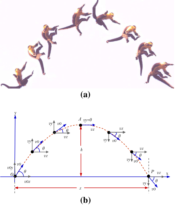 【智能优化算法】卷尾猴搜索算法(Capuchin search algorithm,CapSA)-CSDN博客