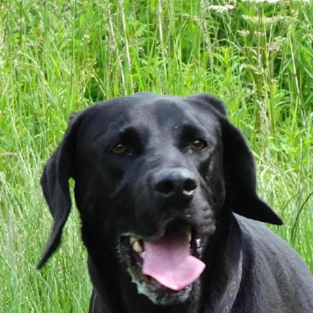 python-CNN快速入门图像识别含数据集训练+pyqt界面-CSDN博客