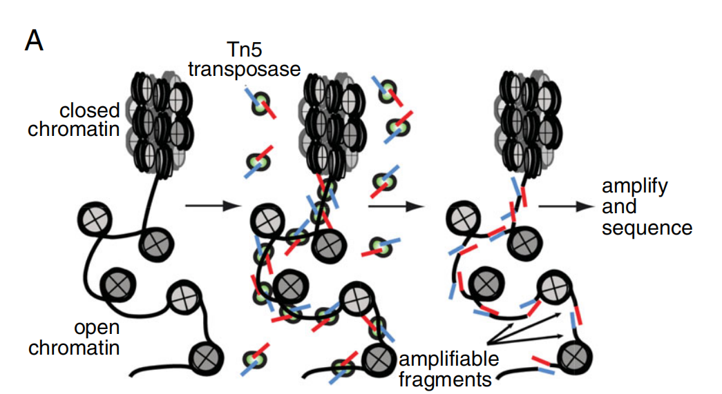 干货！破解植物和真菌ATAC-seq技术难关-CSDN博客