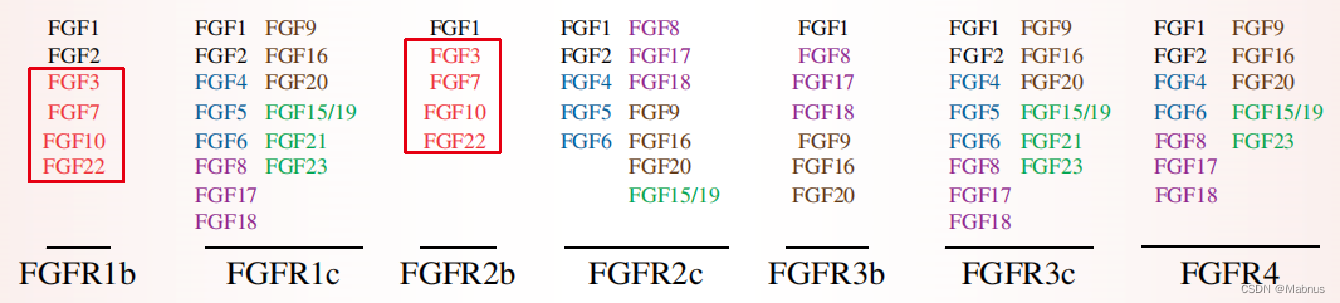 FGF7：药物耐受调控_fgf-7细胞受体-CSDN博客