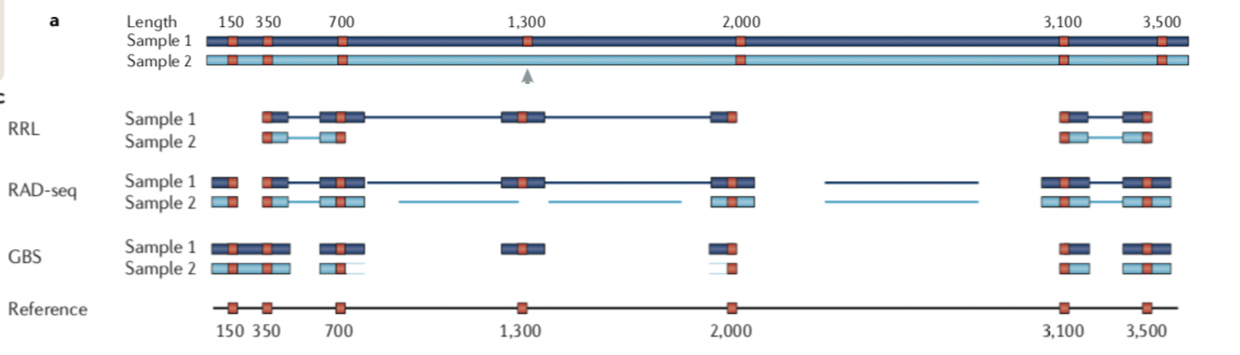 RAD-Seq技术解析-CSDN博客