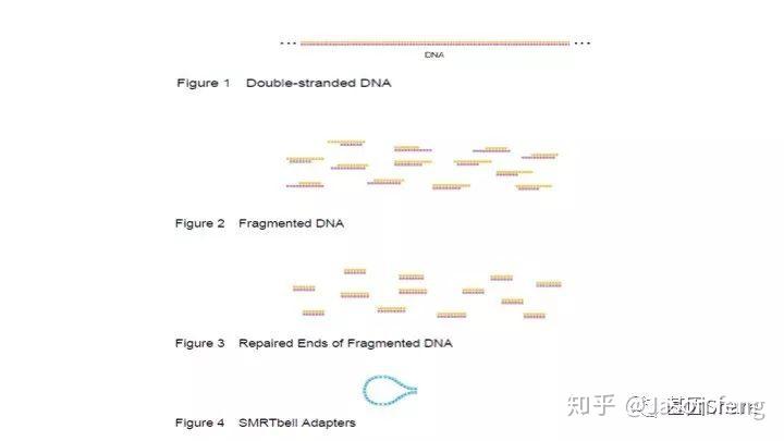Pacbio测序原理以及SMRT bell文库构建流程简述-CSDN博客
