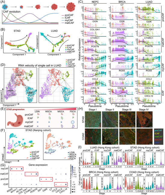 肿瘤相关成纤维细胞分型及单细胞深入研究（文献）_pancaf-CSDN博客